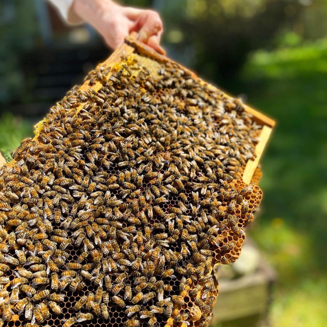 Washington State Beekeepers out of the Puget Sound/Greater Seattle Area ...