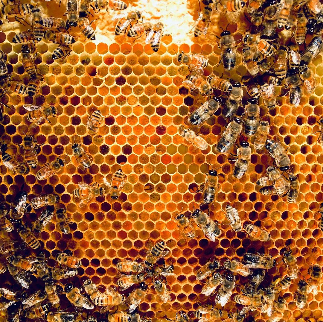 Washington State Beekeepers out of the Puget Sound/Greater Seattle Area ...